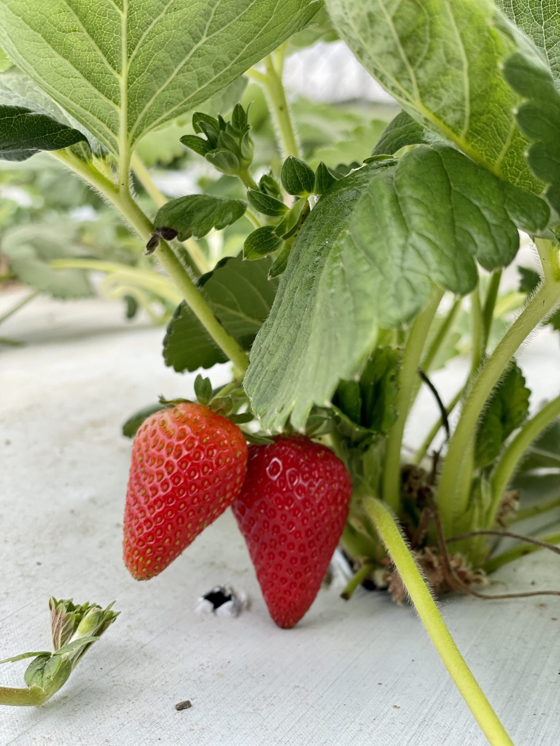 Nightingale Farms Ltd